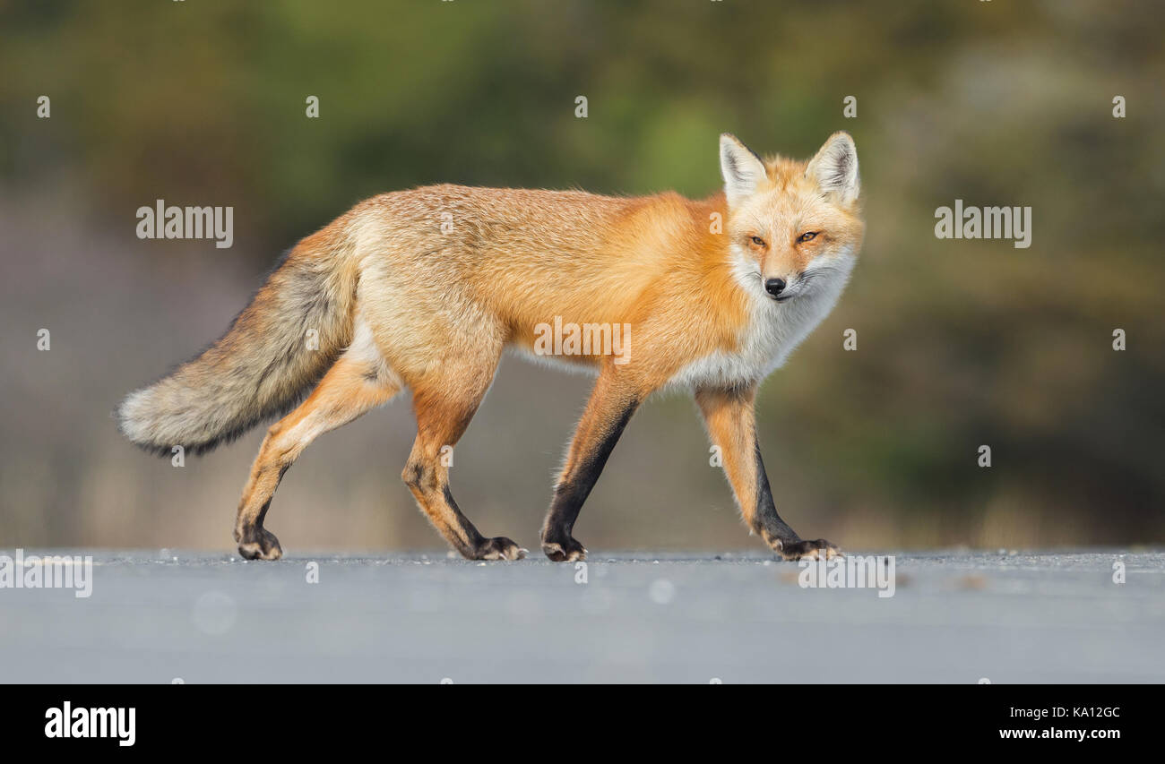 Red fox amazing animal hi-res stock photography and images - Alamy