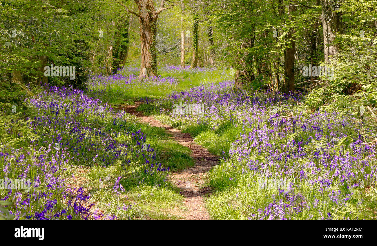 English bluebell woods Stock Photo - Alamy