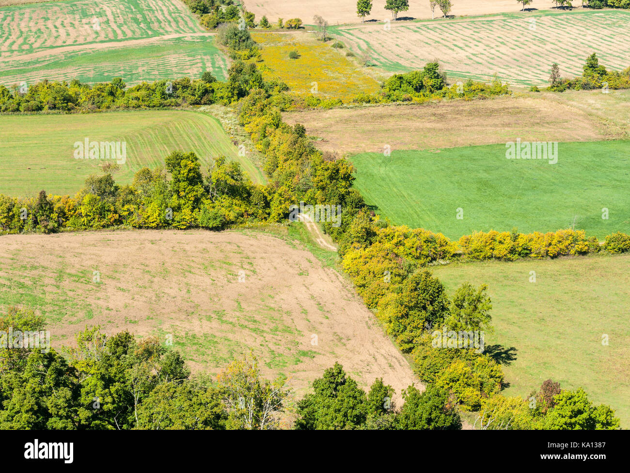 Lines of trees and shrubs bordering empty farm fields in early autumn ...