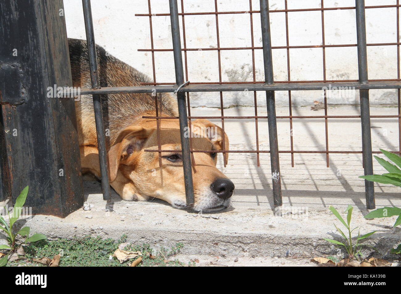 dogs locked up victims of animal abuse and abuse Stock Photo - Alamy