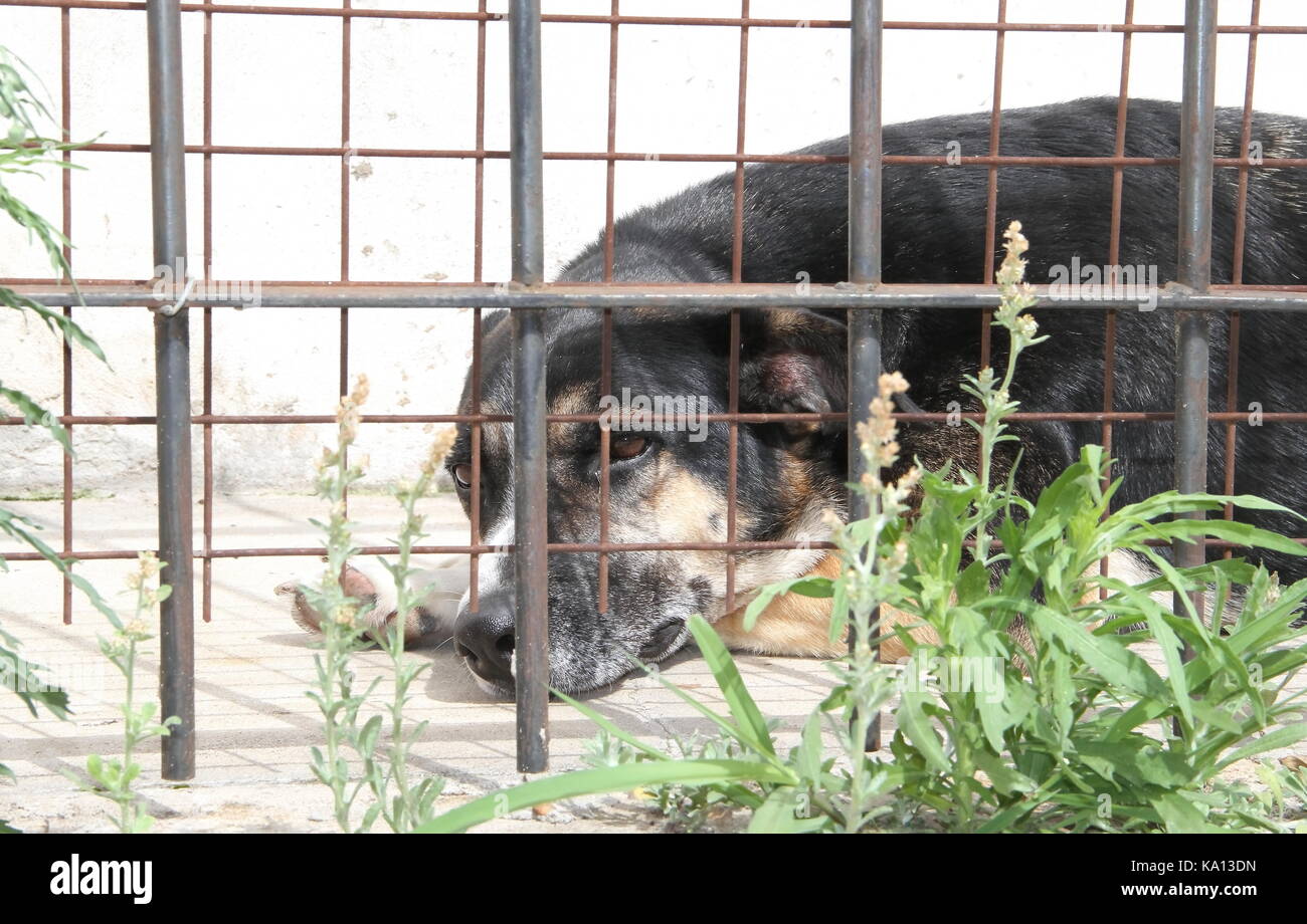 dogs locked up victims of animal abuse and abuse Stock Photo - Alamy