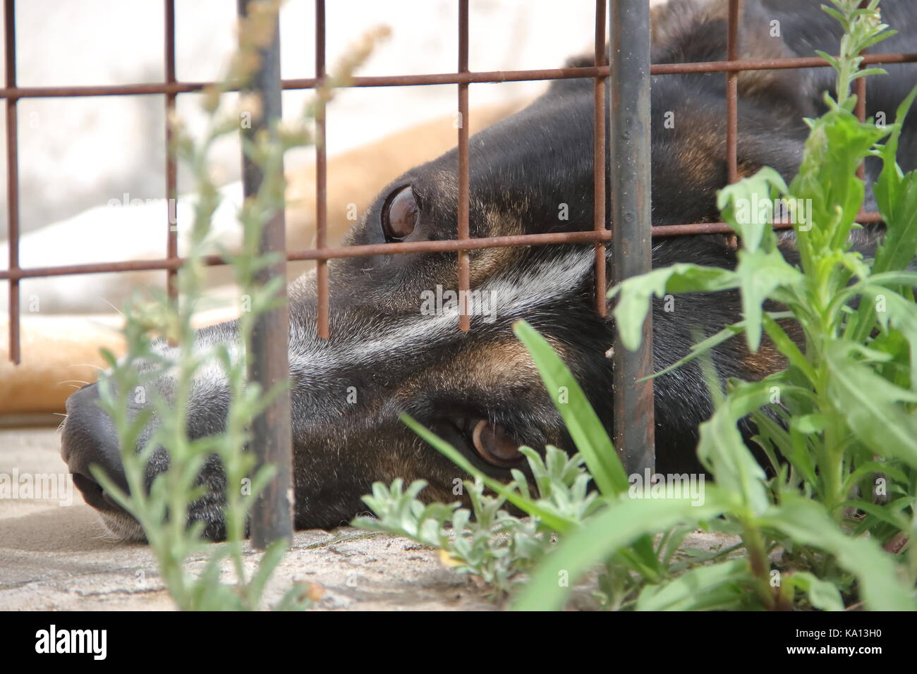 dogs locked up victims of animal abuse and abuse Stock Photo - Alamy