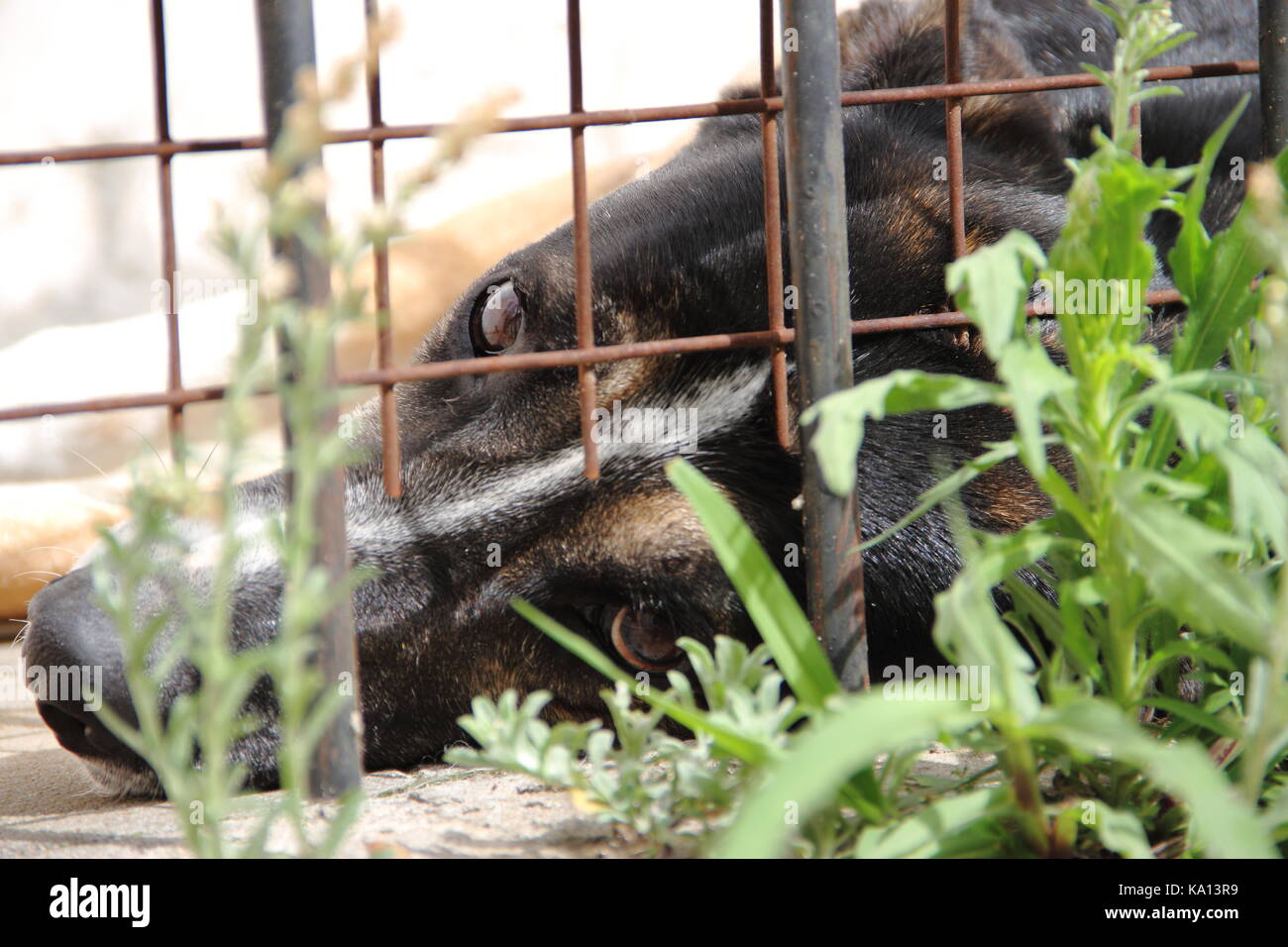 dogs locked up victims of animal abuse and abuse Stock Photo - Alamy