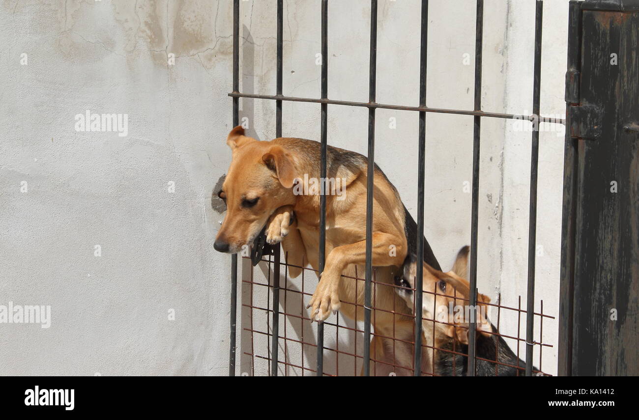 dogs locked up victims of animal abuse and abuse Stock Photo - Alamy