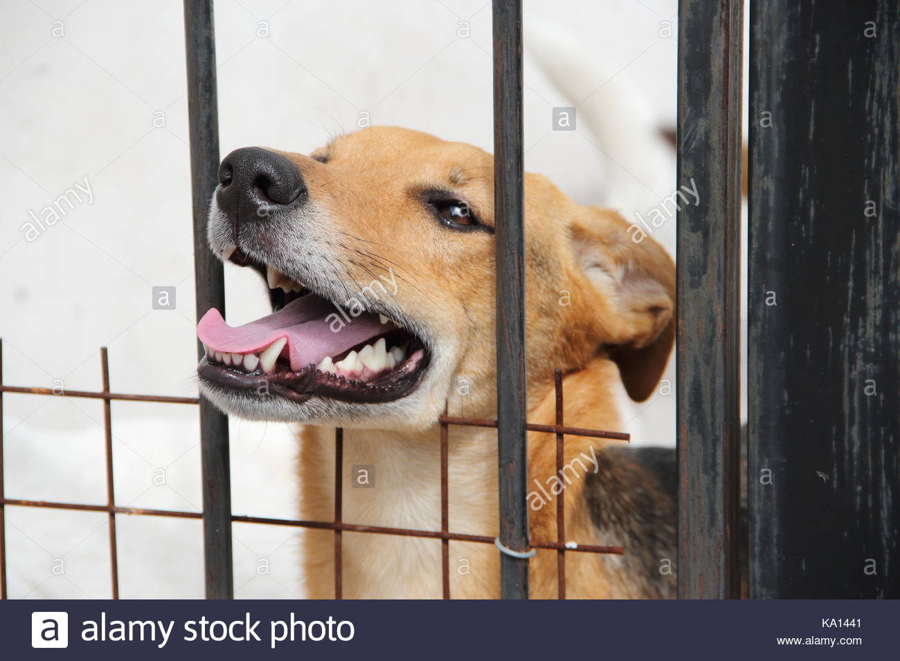 Mistreated Dog Stock Photos & Mistreated Dog Stock Images - Alamy