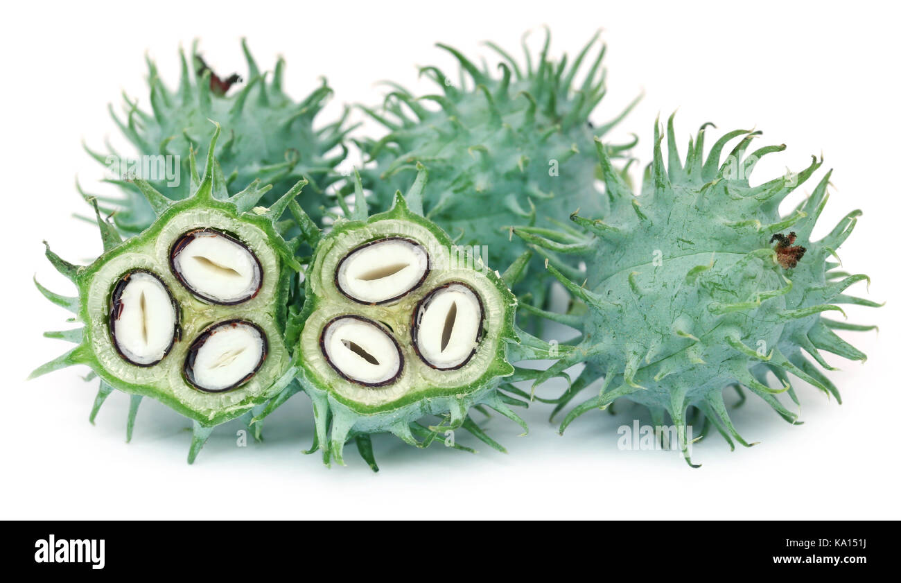 Green castor beans over white background Stock Photo - Alamy