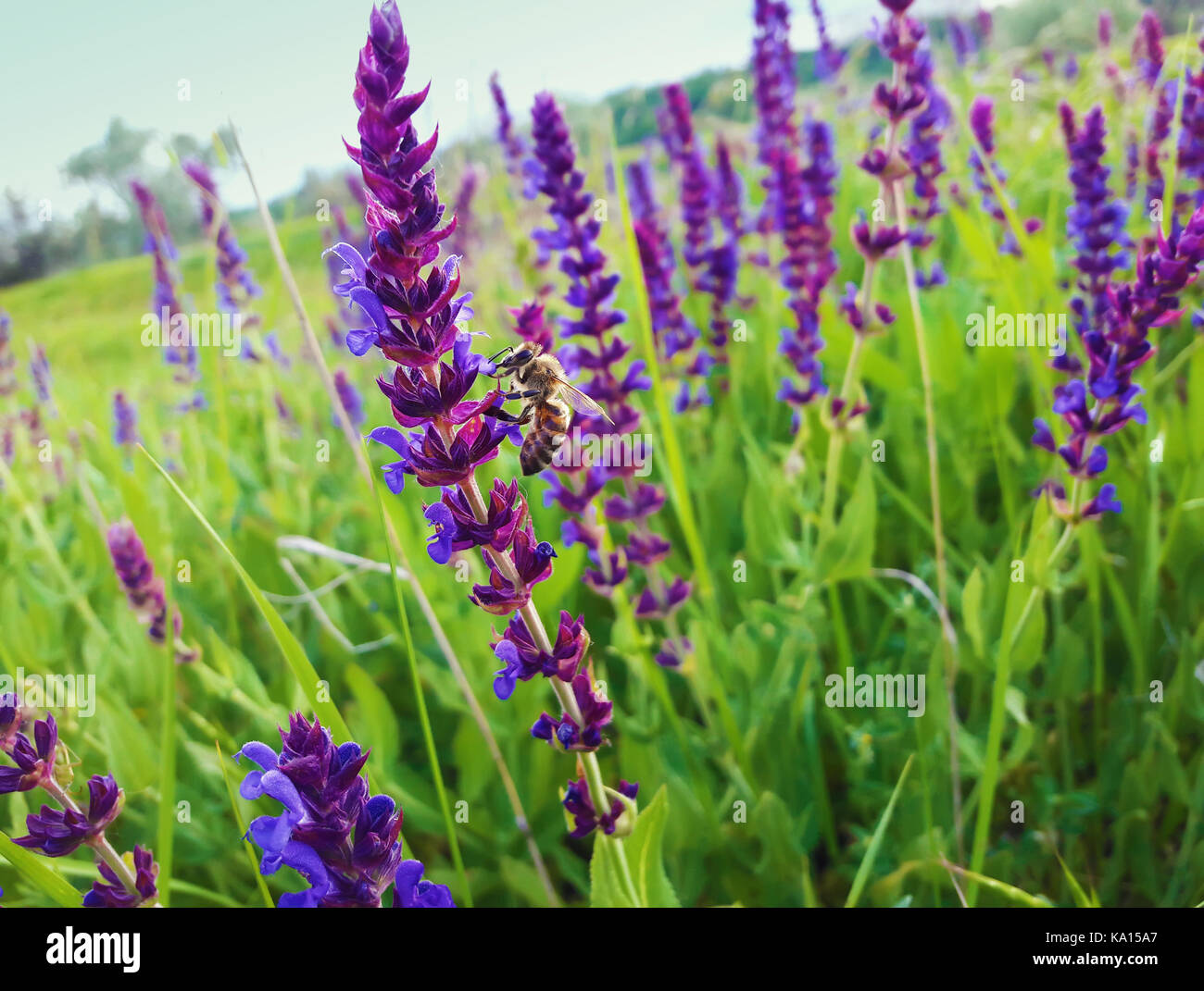 Sage green background hi-res stock photography and images - Alamy