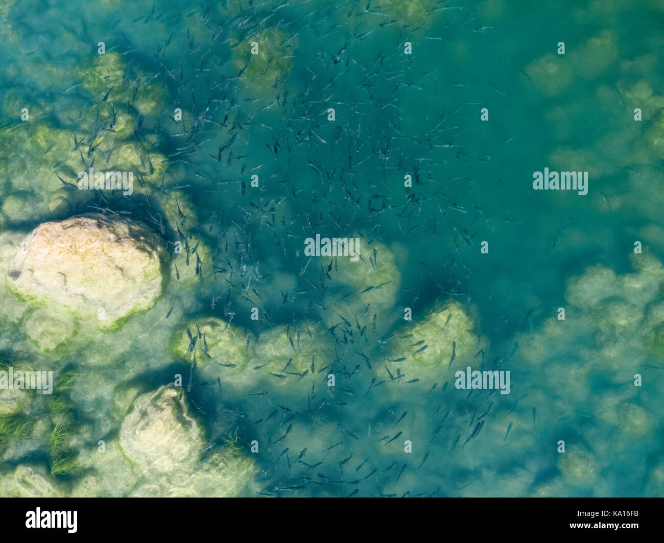 Fish shoal (The thinlip mullet, Chelon ramada) in Krka National Park ...