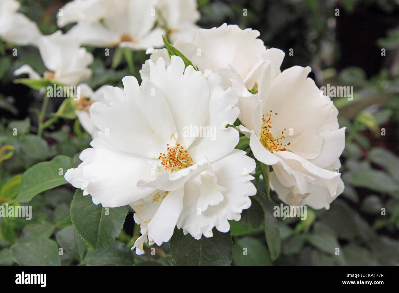 Simple blooms hi-res stock photography and images - Alamy