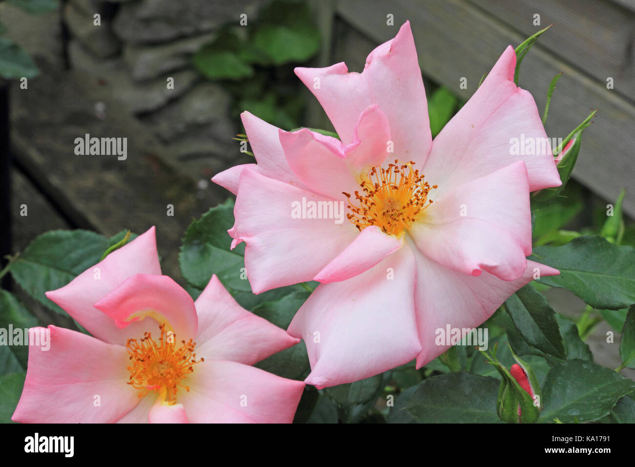 Rose Esperanza "Harquark Stock Photo - Alamy