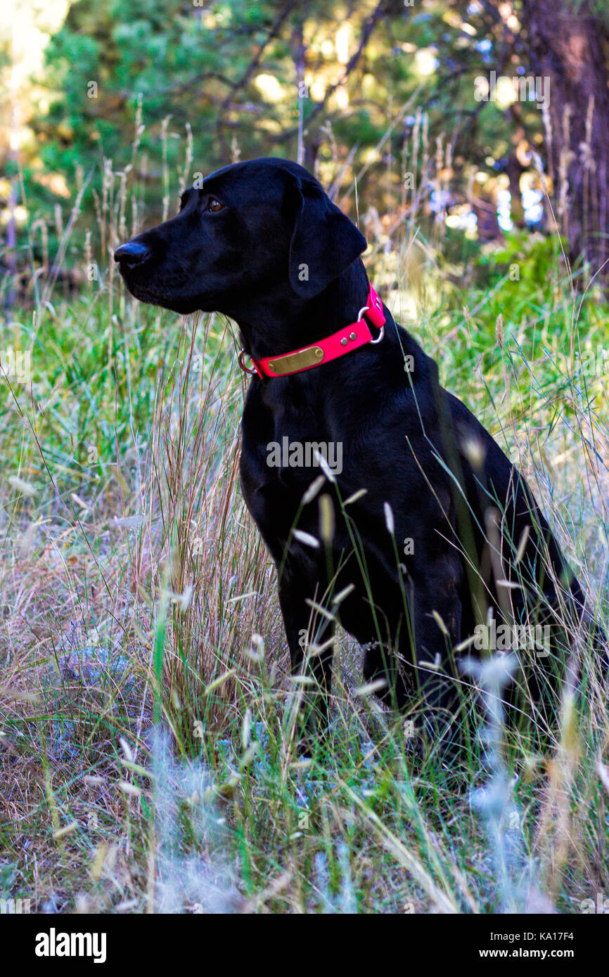black labrador retriever dog Stock Photo - Alamy