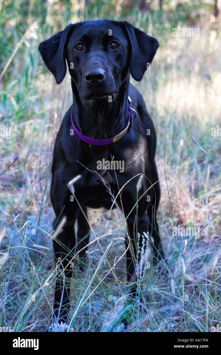 Labrador webbed feet hi-res stock photography and images - Alamy