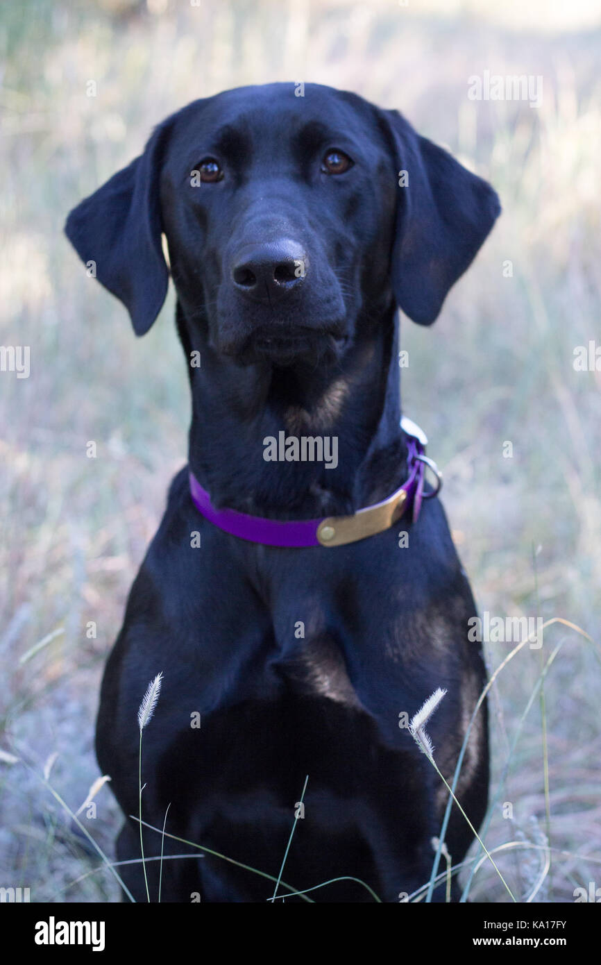 Labrador webbed feet hi-res stock photography and images - Alamy