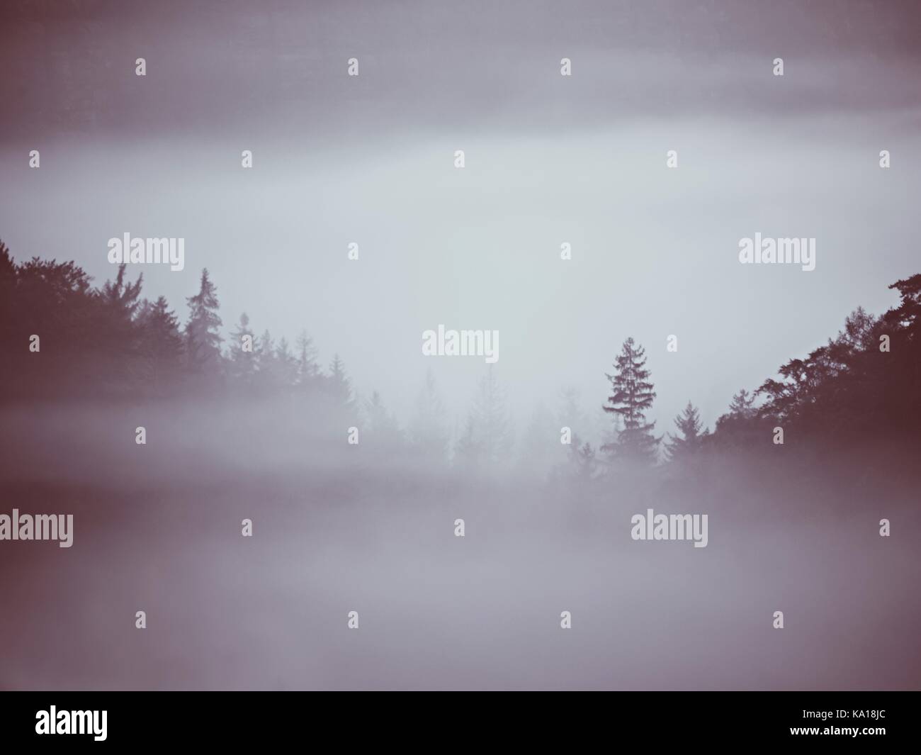 Stripped colorful mist. Summer forest after heavy rainy night. Treetops ...