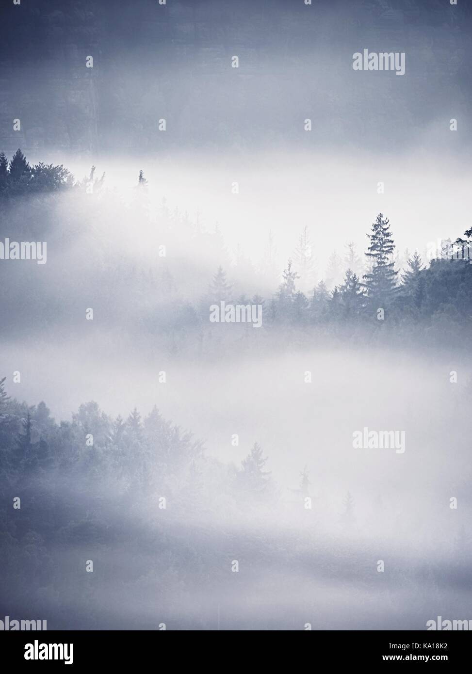 Stripped colorful mist. Summer forest after heavy rainy night. Treetops ...