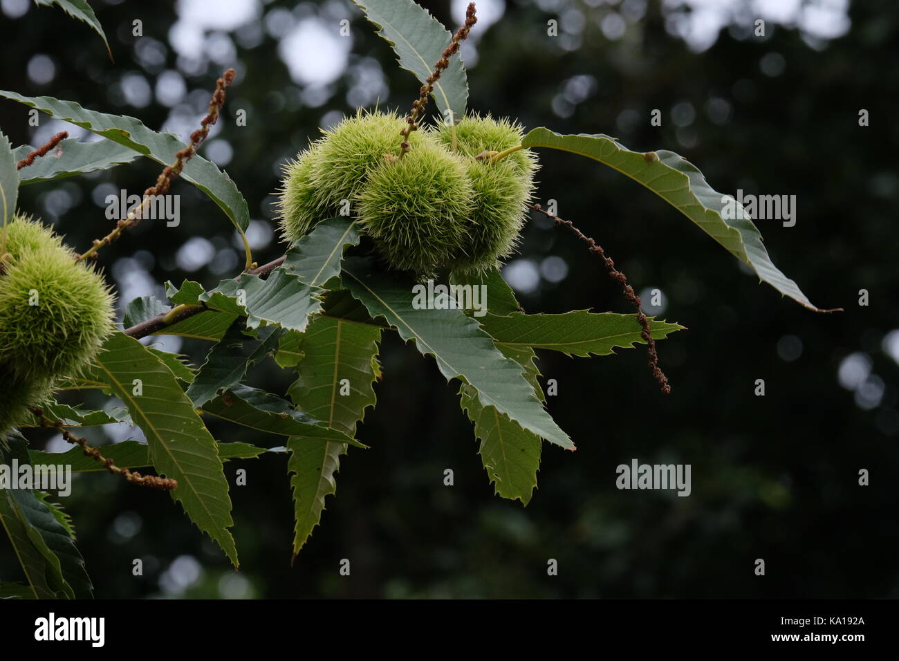 chestnut on tree Stock Photo - Alamy