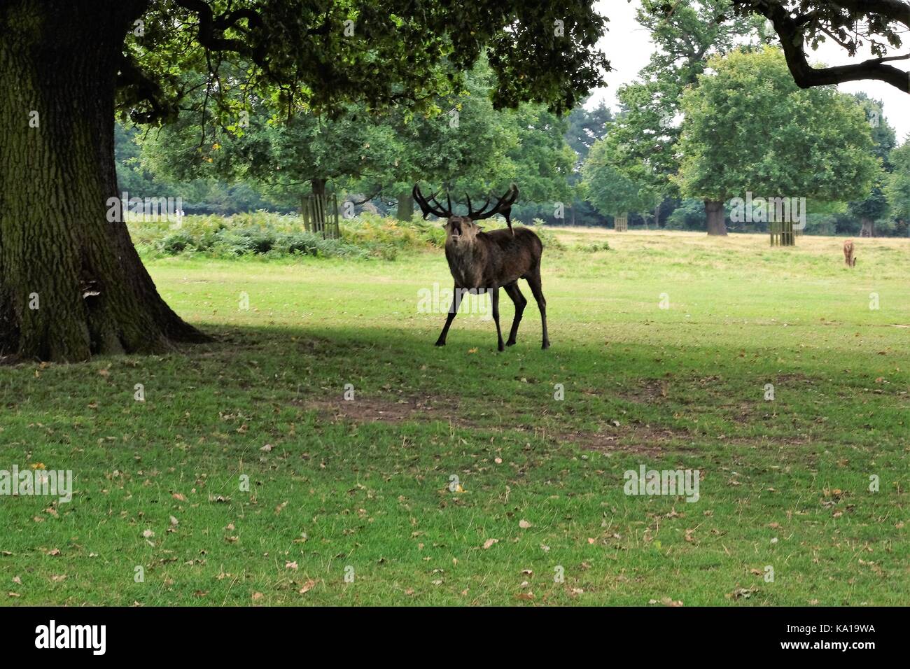 stag in park Stock Photo - Alamy