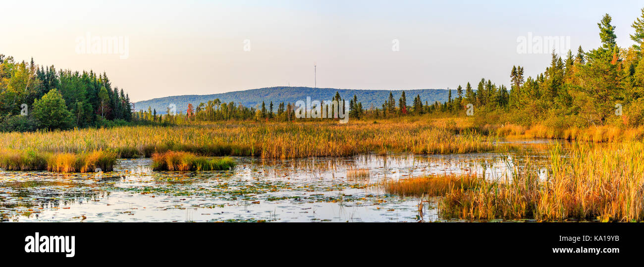 Panoramic image of wetlands in Wisconsin during late summer Stock Photo ...