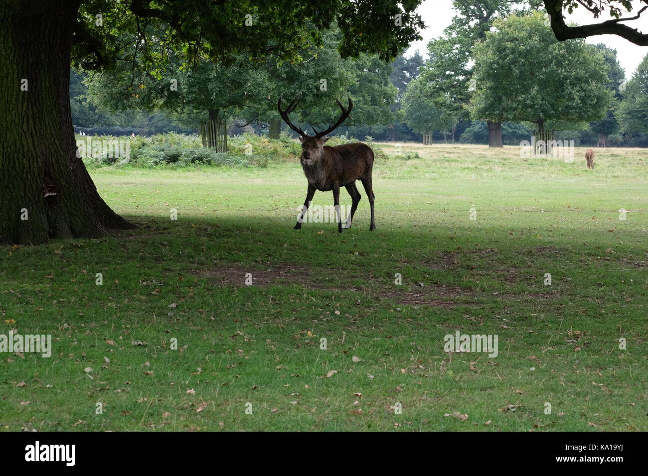 stag in park Stock Photo - Alamy