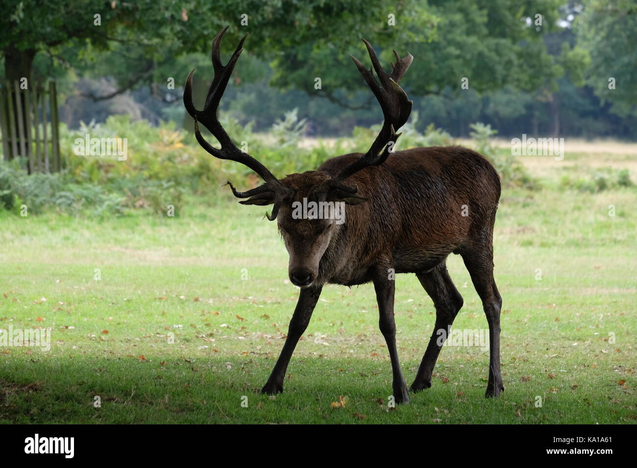 stag in park Stock Photo - Alamy