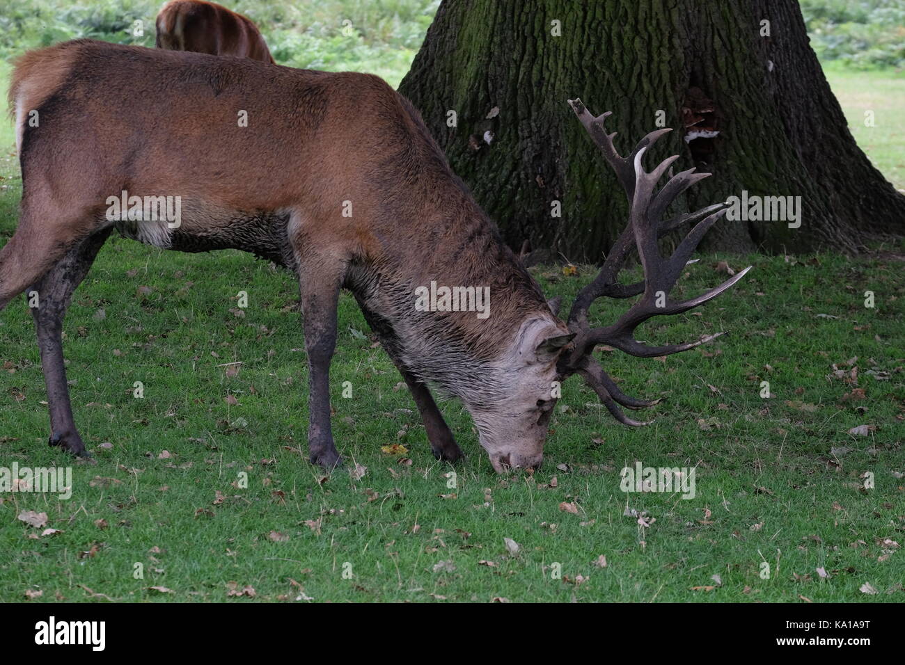 stag in park Stock Photo - Alamy