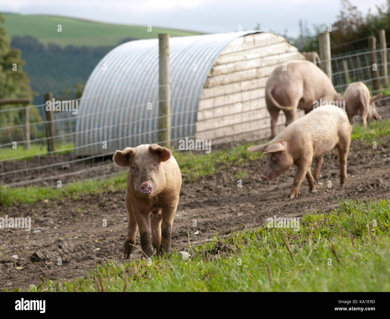 Pig / Piglets ( Sus Scrofa Domesticus ) on a small farm in Barnstaple ...