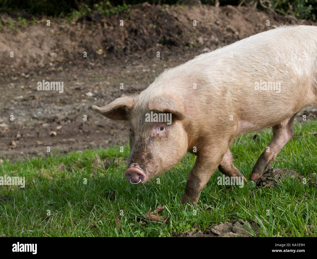 Pig / Piglets ( Sus Scrofa Domesticus ) on a small farm in Barnstaple ...