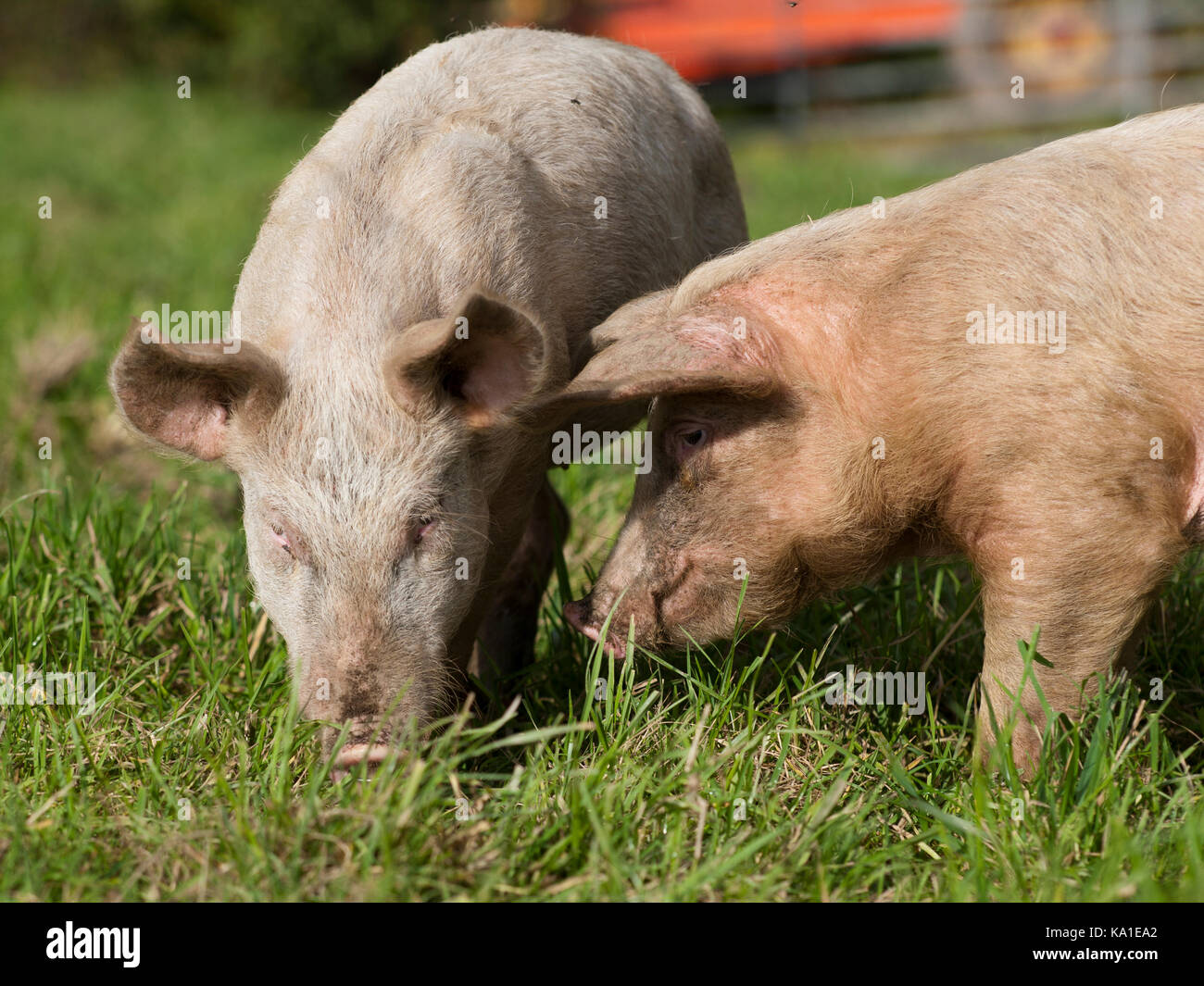 Pig / Piglets ( Sus Scrofa Domesticus ) on a small farm in Barnstaple ...