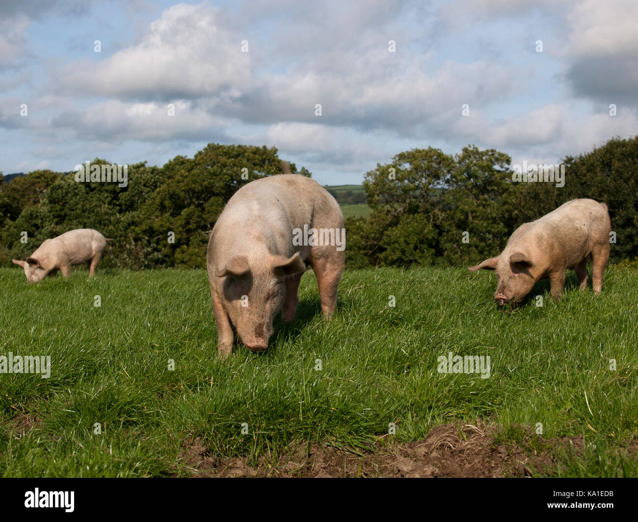 Pig / Piglets ( Sus Scrofa Domesticus ) on a small farm in Barnstaple ...