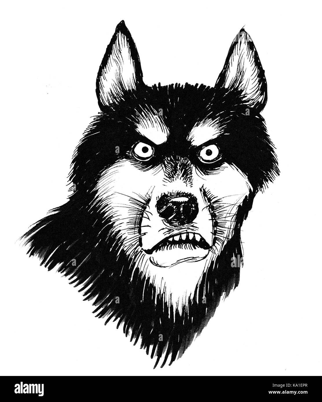 Husky sketch Cut Out Stock Images & Pictures - Alamy