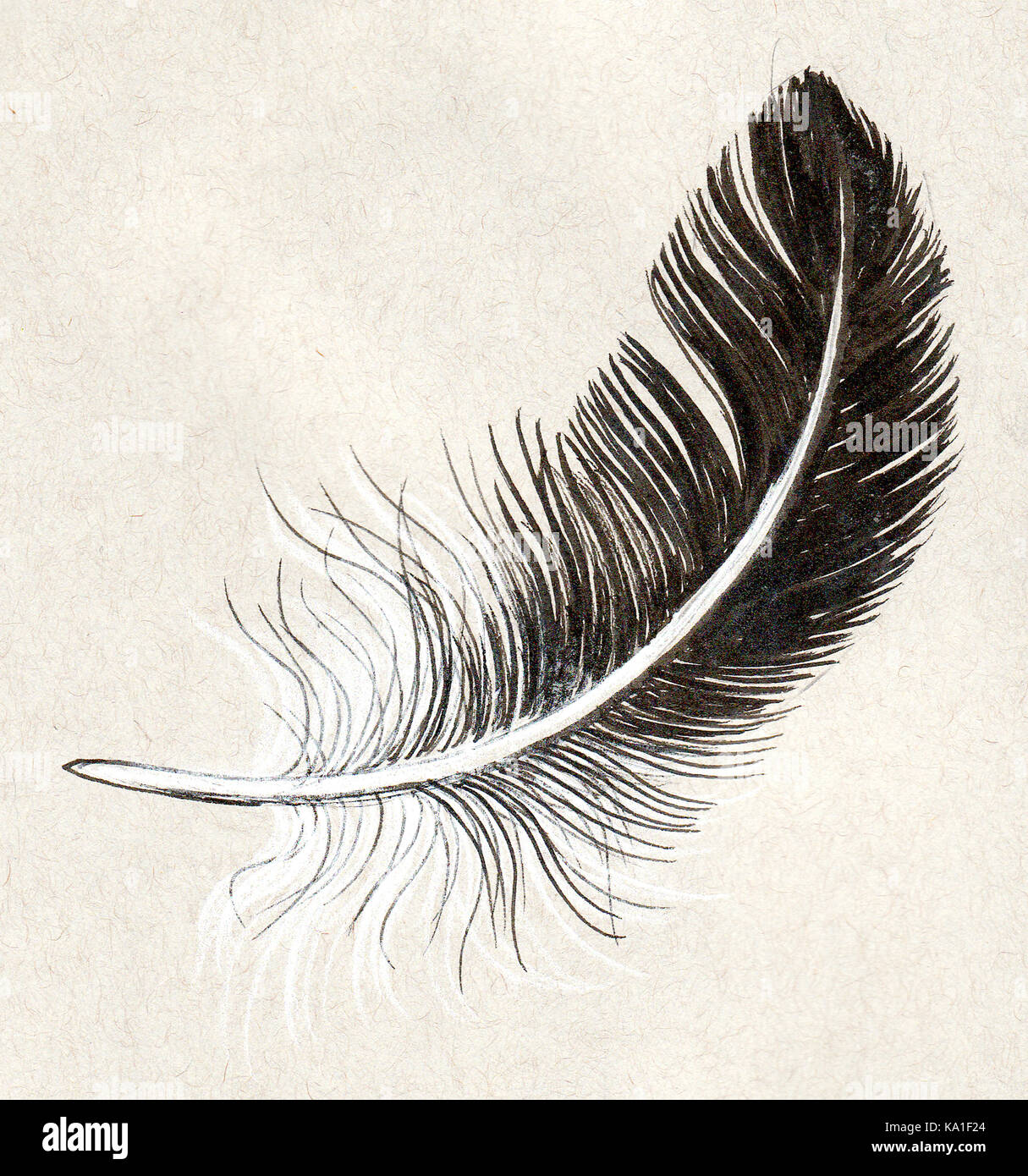 Light ink feather Stock Photo - Alamy
