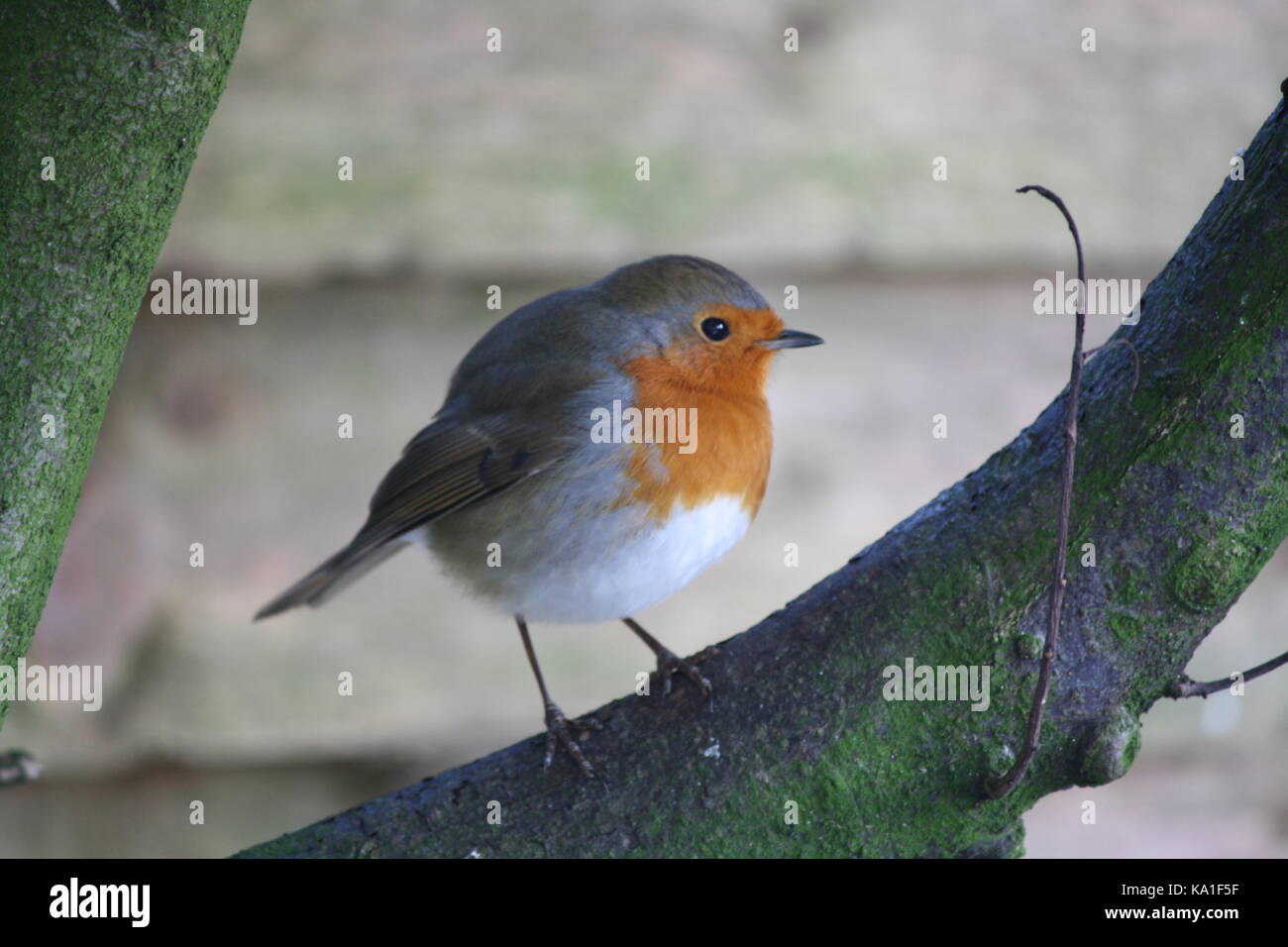 Red breasted robin hi-res stock photography and images - Alamy