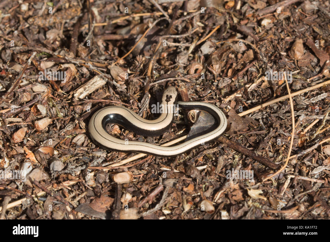 Juvenile slow worm (Anguis fragilis Stock Photo - Alamy