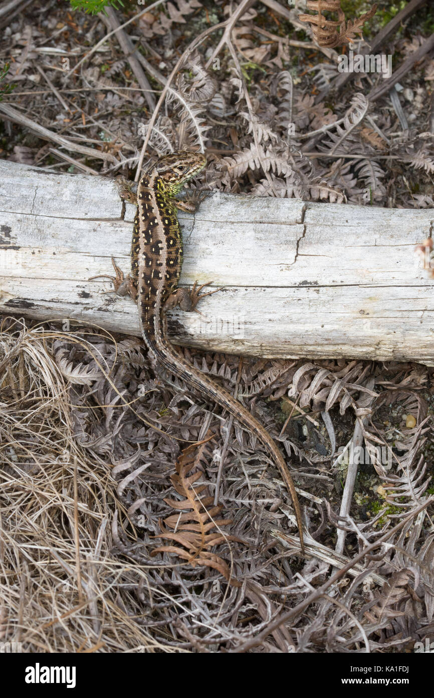 Close-up of a sand lizard (Lacerta agilis) basking on a log in the sun ...