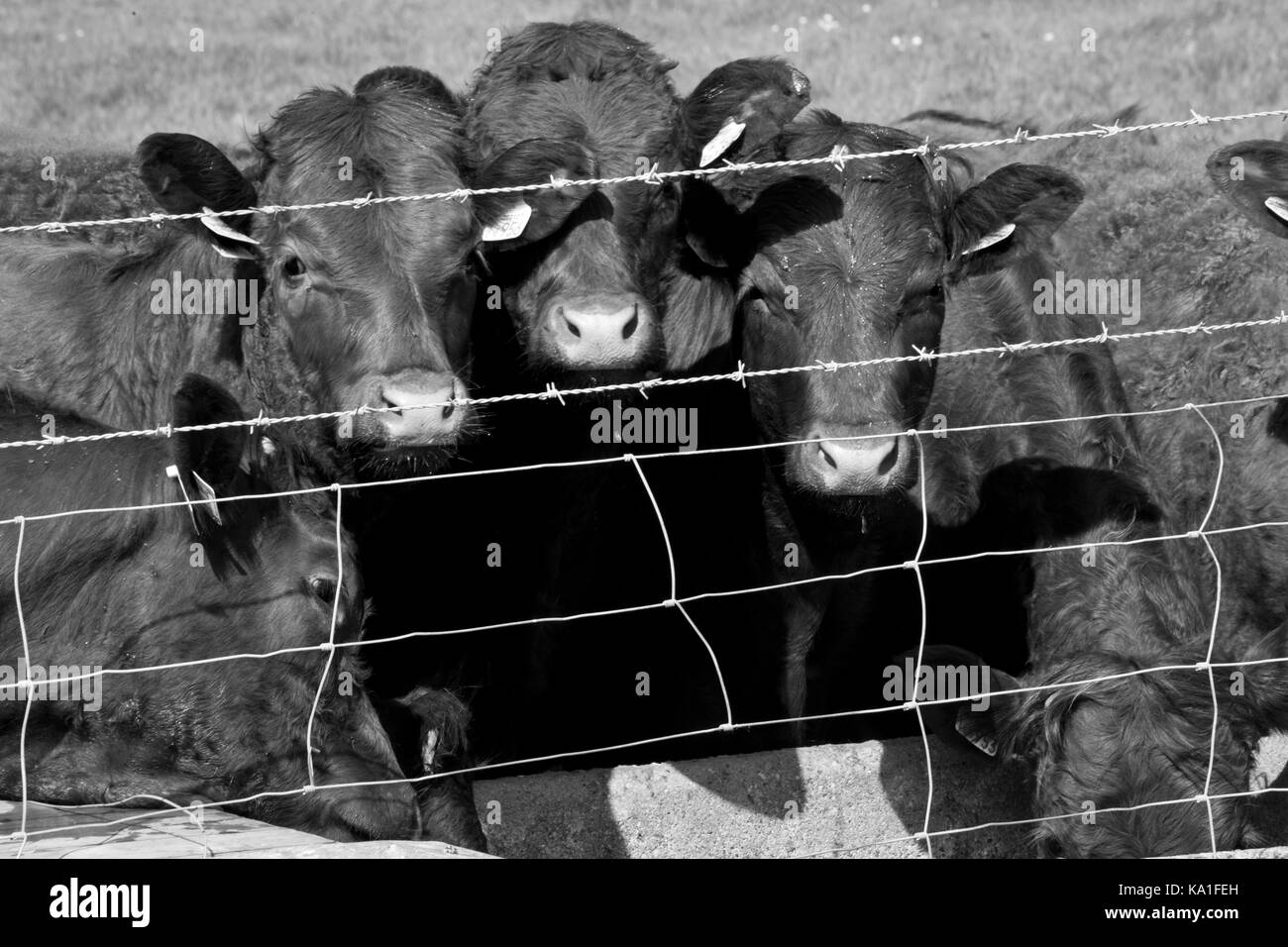 Group of cows in on a Cornish Farm Stock Photo - Alamy