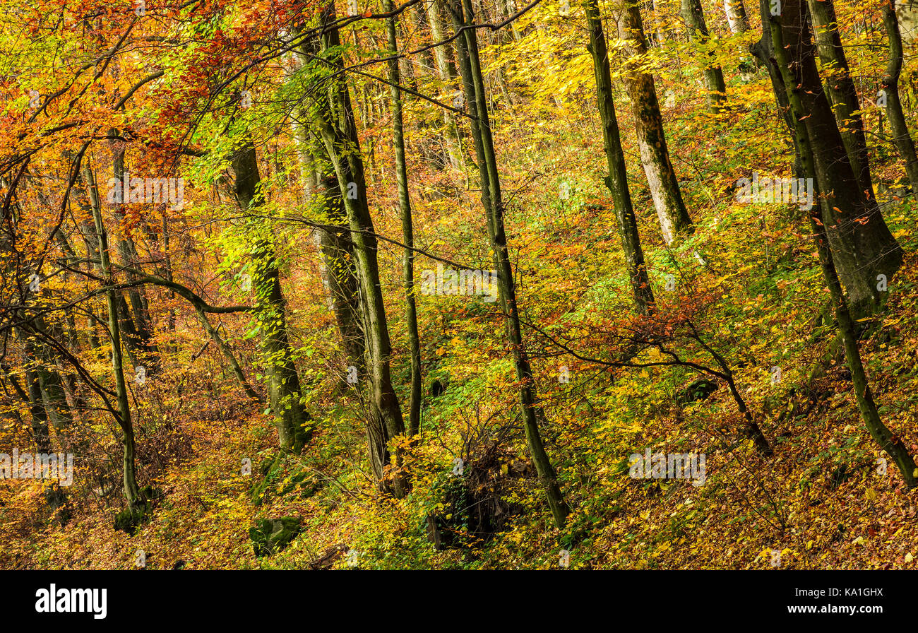 beautiful forest background in golden foliage. lovely autumnal nature ...