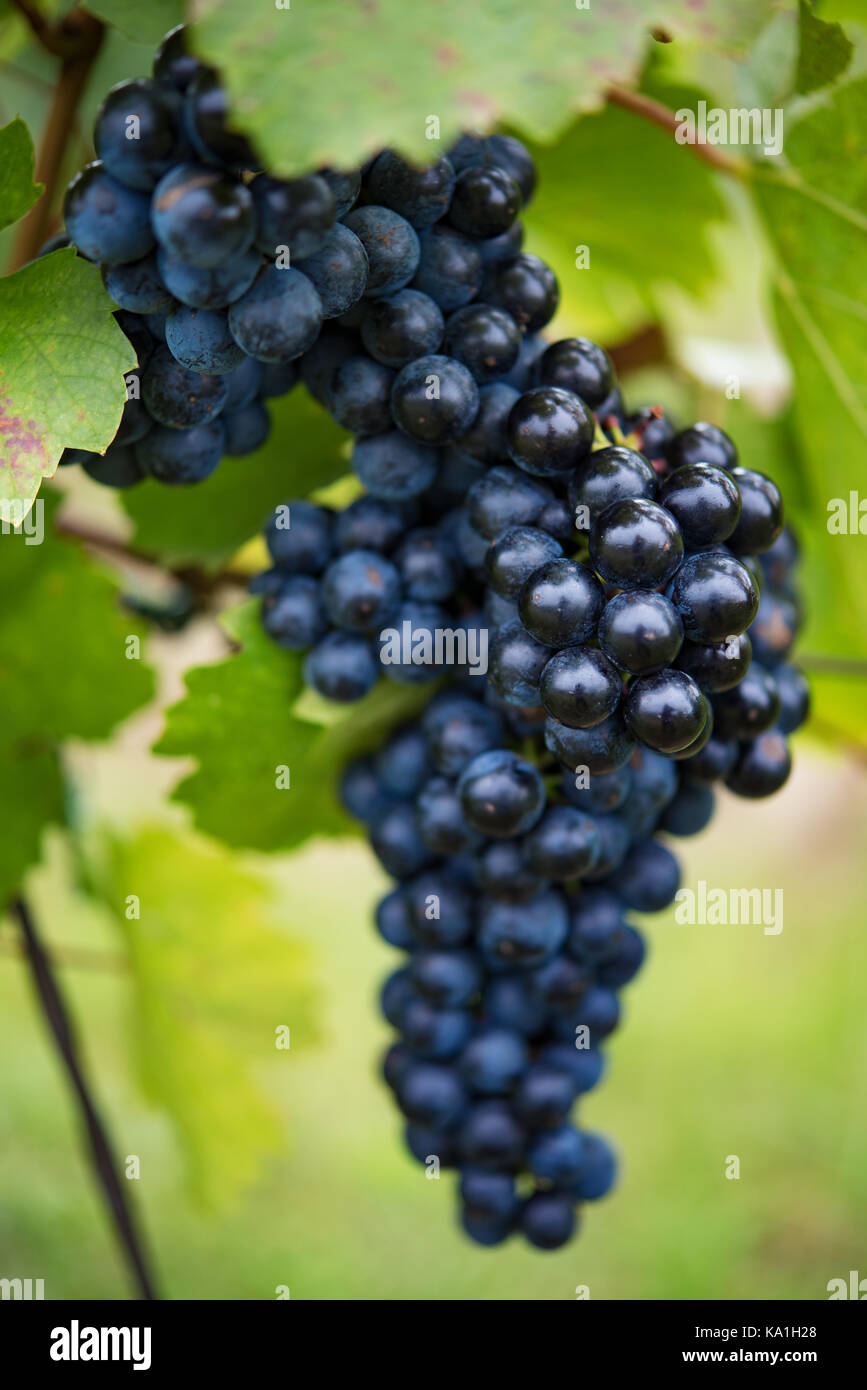 Blaufrankisch wine hi-res stock photography and images - Alamy