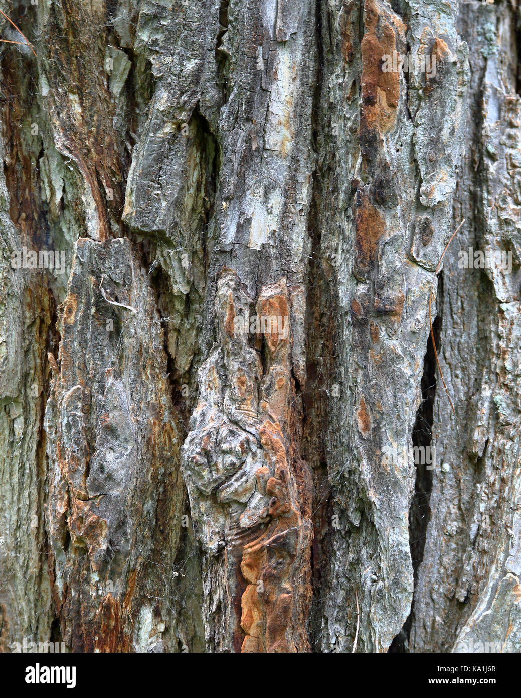 Detail of old tree bark in a park in Ontario Stock Photo - Alamy