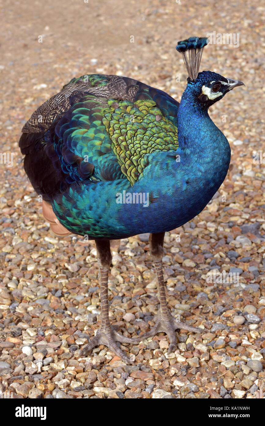 Are Peacocks Used As Guard Dogs