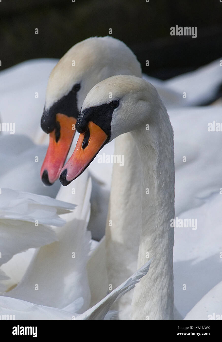 Two swan heads hi-res stock photography and images - Alamy
