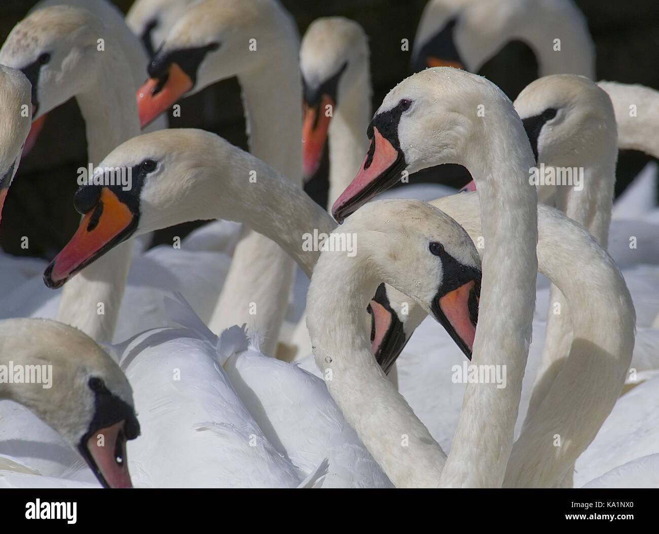 Two swan heads hi-res stock photography and images - Alamy