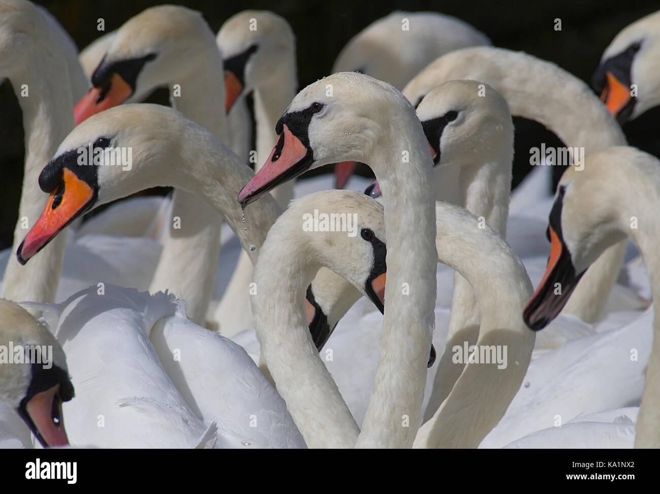 Two swan heads hi-res stock photography and images - Alamy