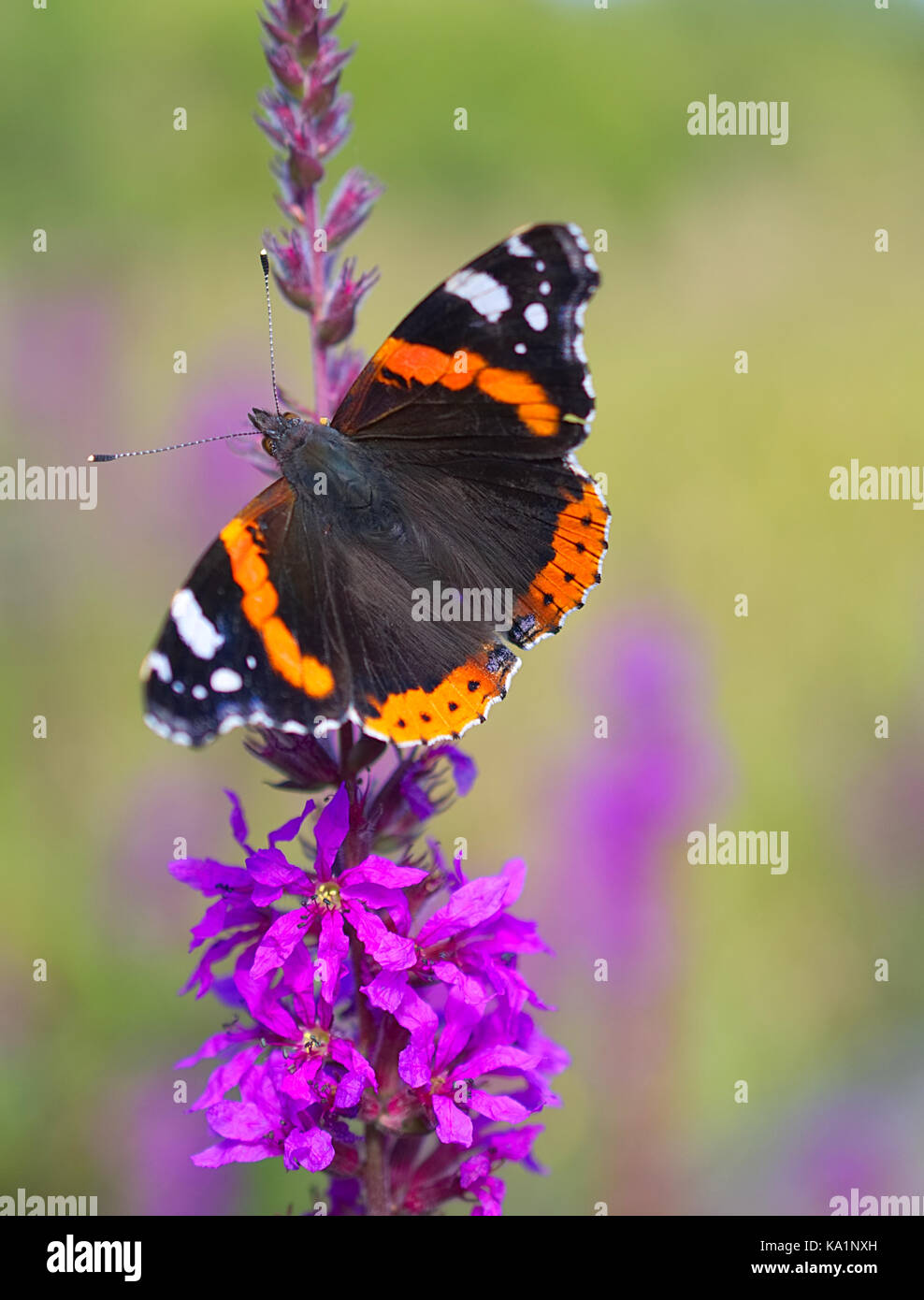 Small Tortoiseshell Butterfly Stock Photo - Alamy