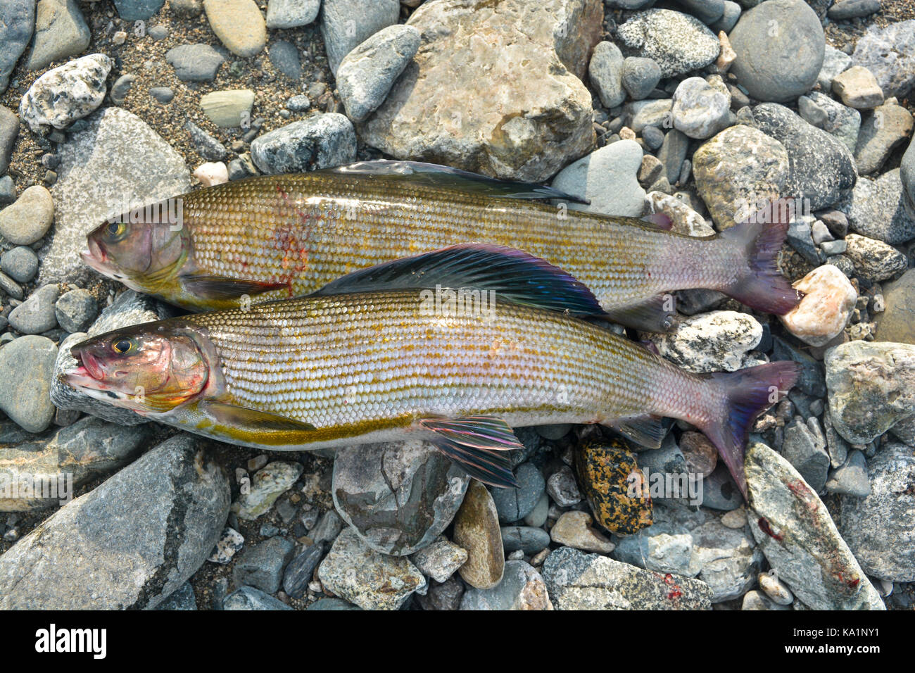 Siberian ural hi-res stock photography and images - Alamy