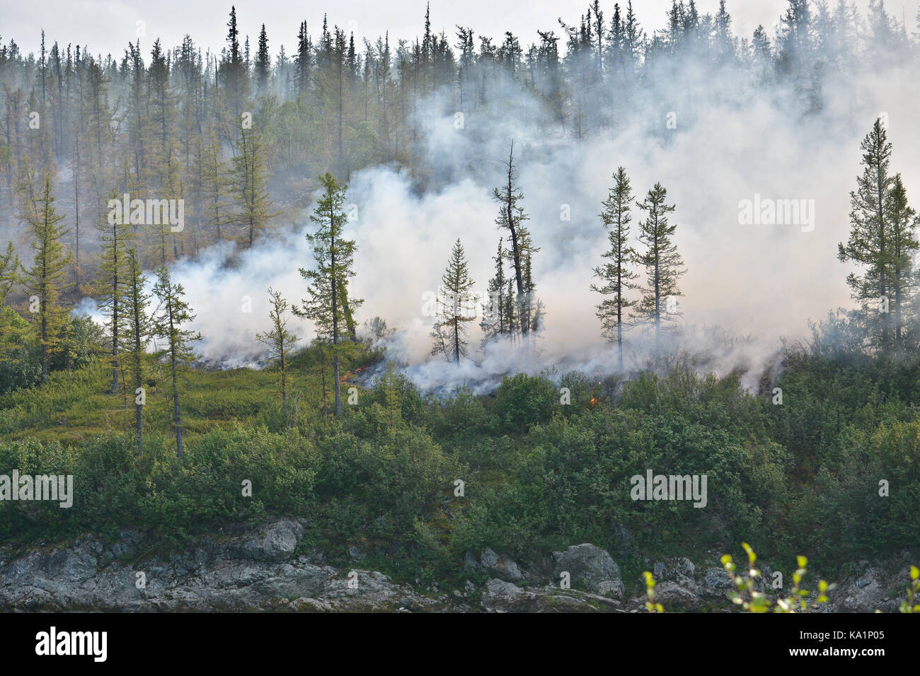 Forest fire. Taiga of the Polar Urals in smoke and flame Stock Photo ...