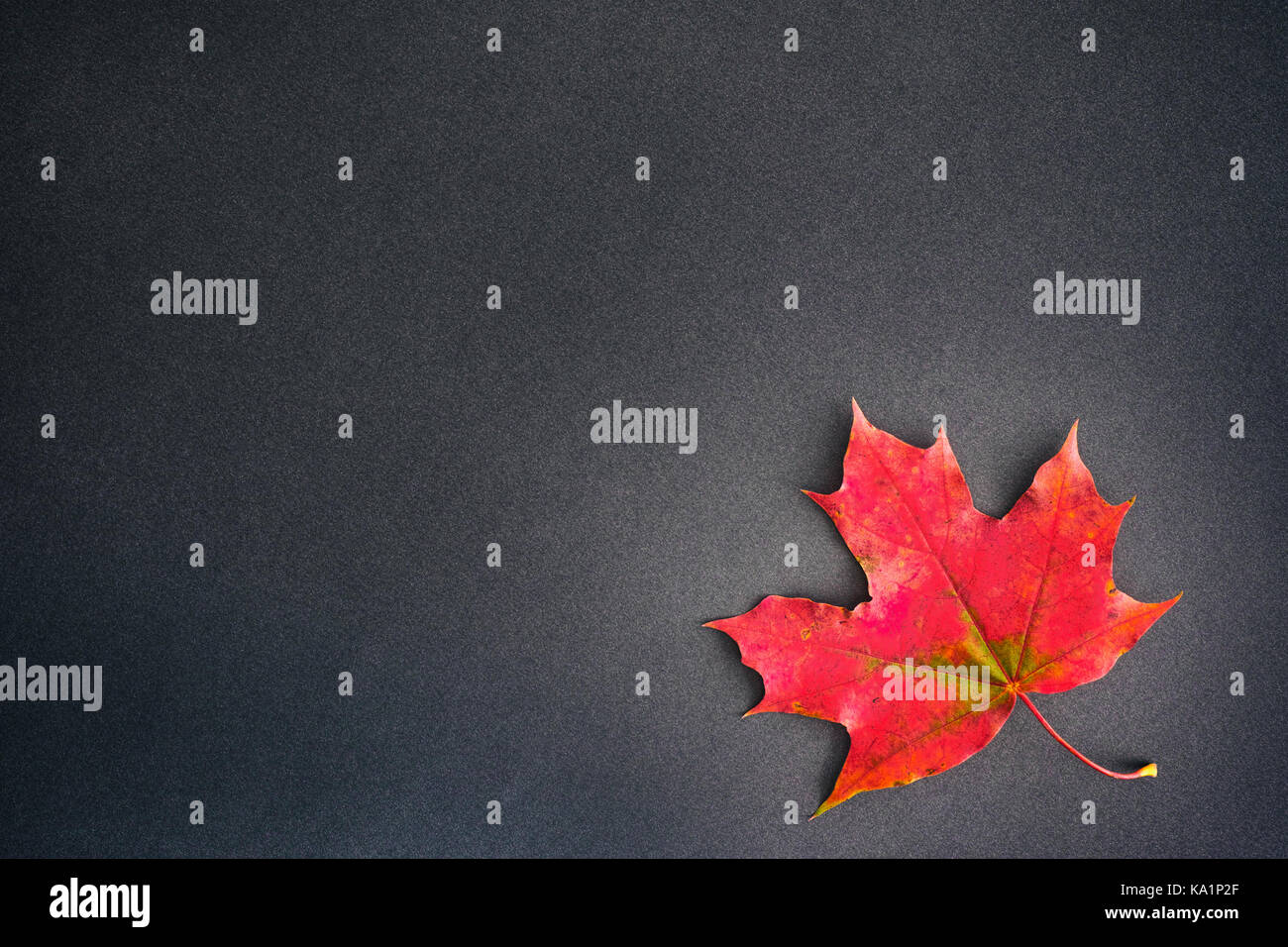 Red maple leaf on black background Stock Photo - Alamy