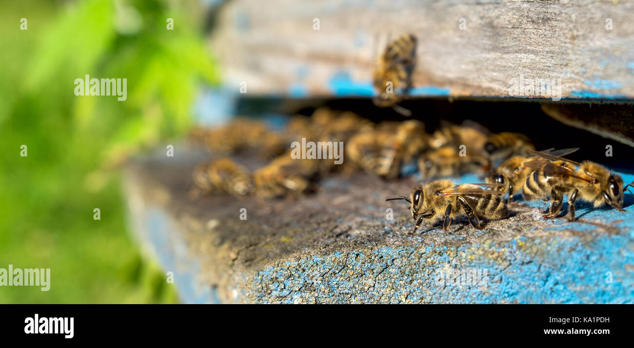 Beehive life hi-res stock photography and images - Alamy
