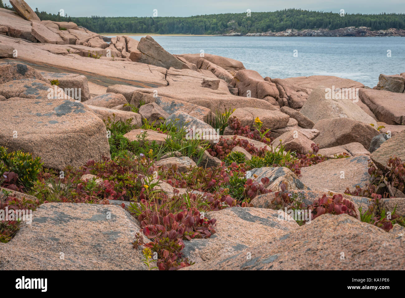 Pink Rocks at Acadia National Park Stock Photo - Alamy