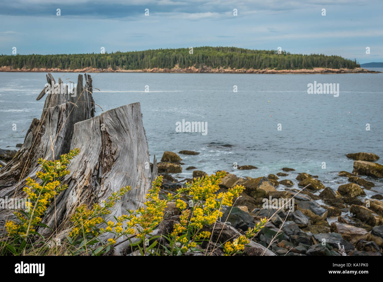 Tree Stump on Rocky Seashore Overlooking Ocean in Acadia Maine Stock ...