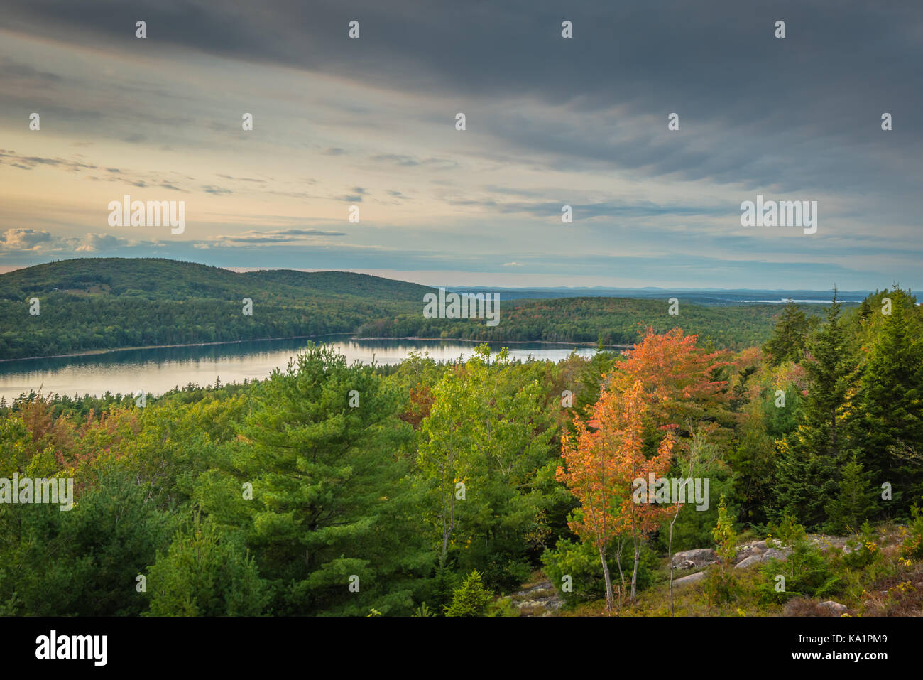 Forest in Fall with Leaves Changing on Mountain Top Looking at Ocean ...